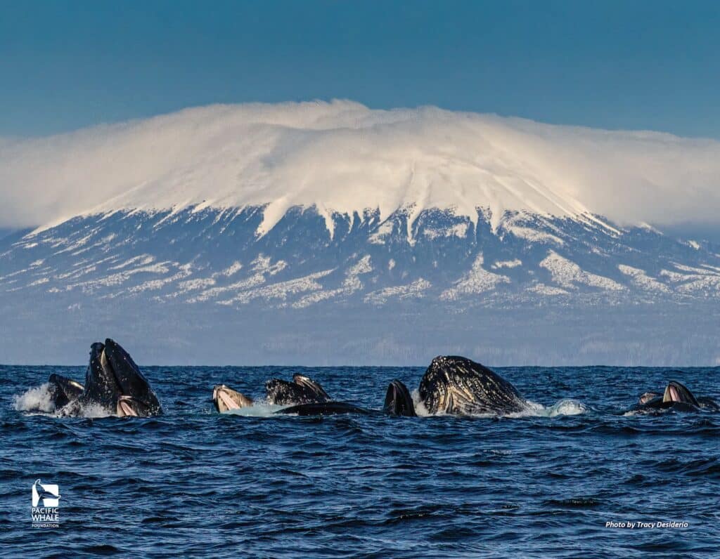 Our Marine Life Calendar | Pacific Whale Foundation (PWF)