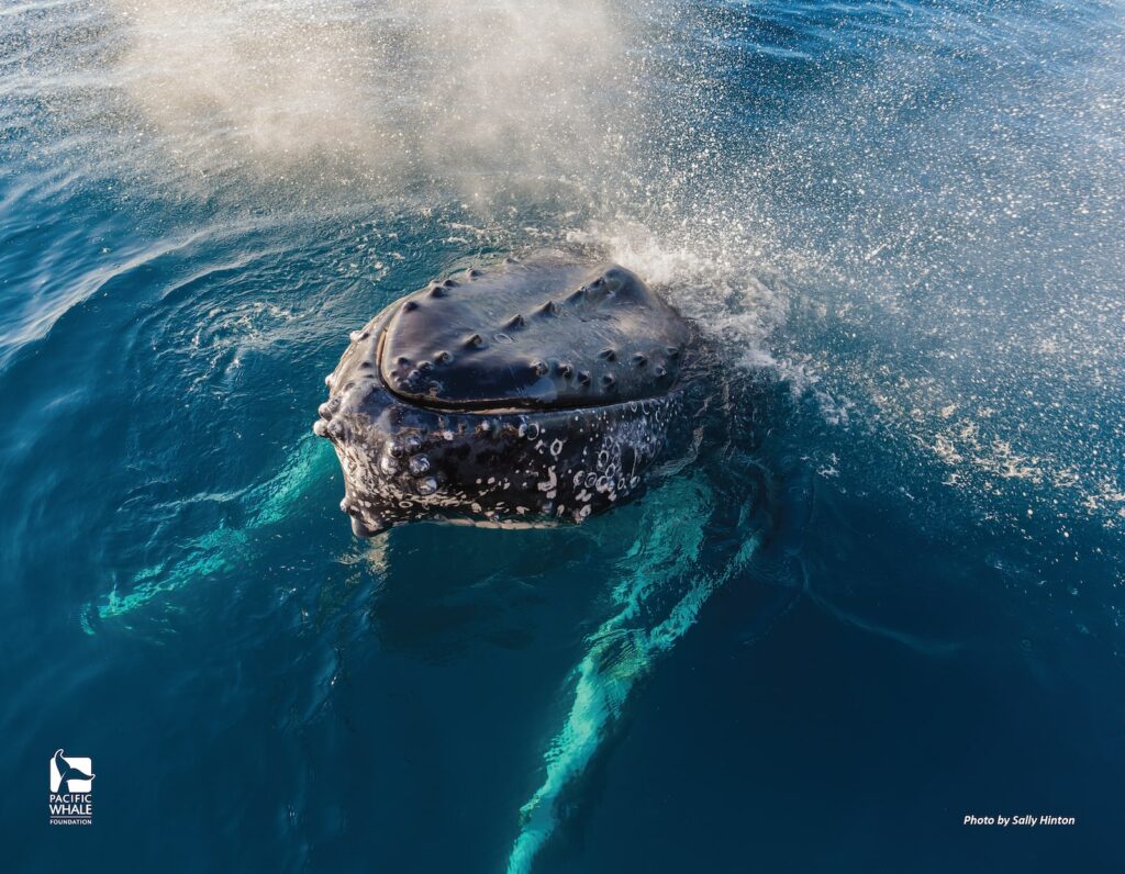Our Marine Life Calendar | Pacific Whale Foundation (PWF)