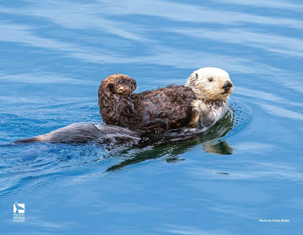 Our Marine Life Calendar | Pacific Whale Foundation (PWF)
