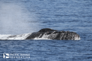 Humpback Whale Penises & Mating Competition Pods Explained