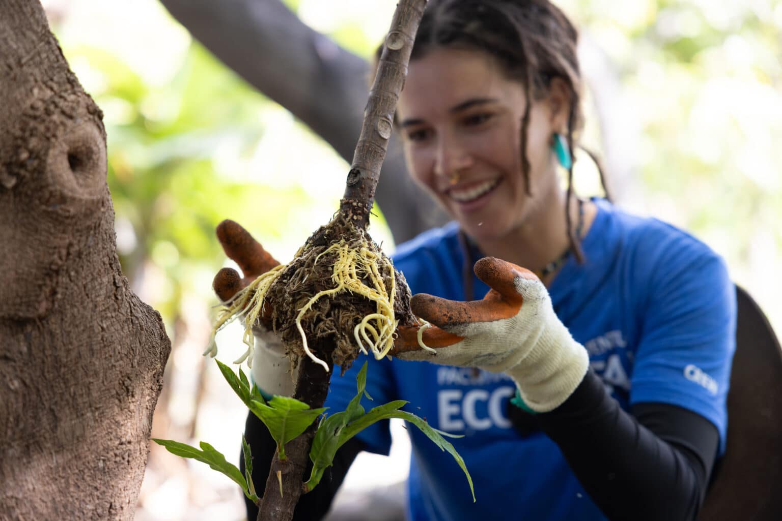 Whale & Dolphin Tracker Live Sightings Map | PWF