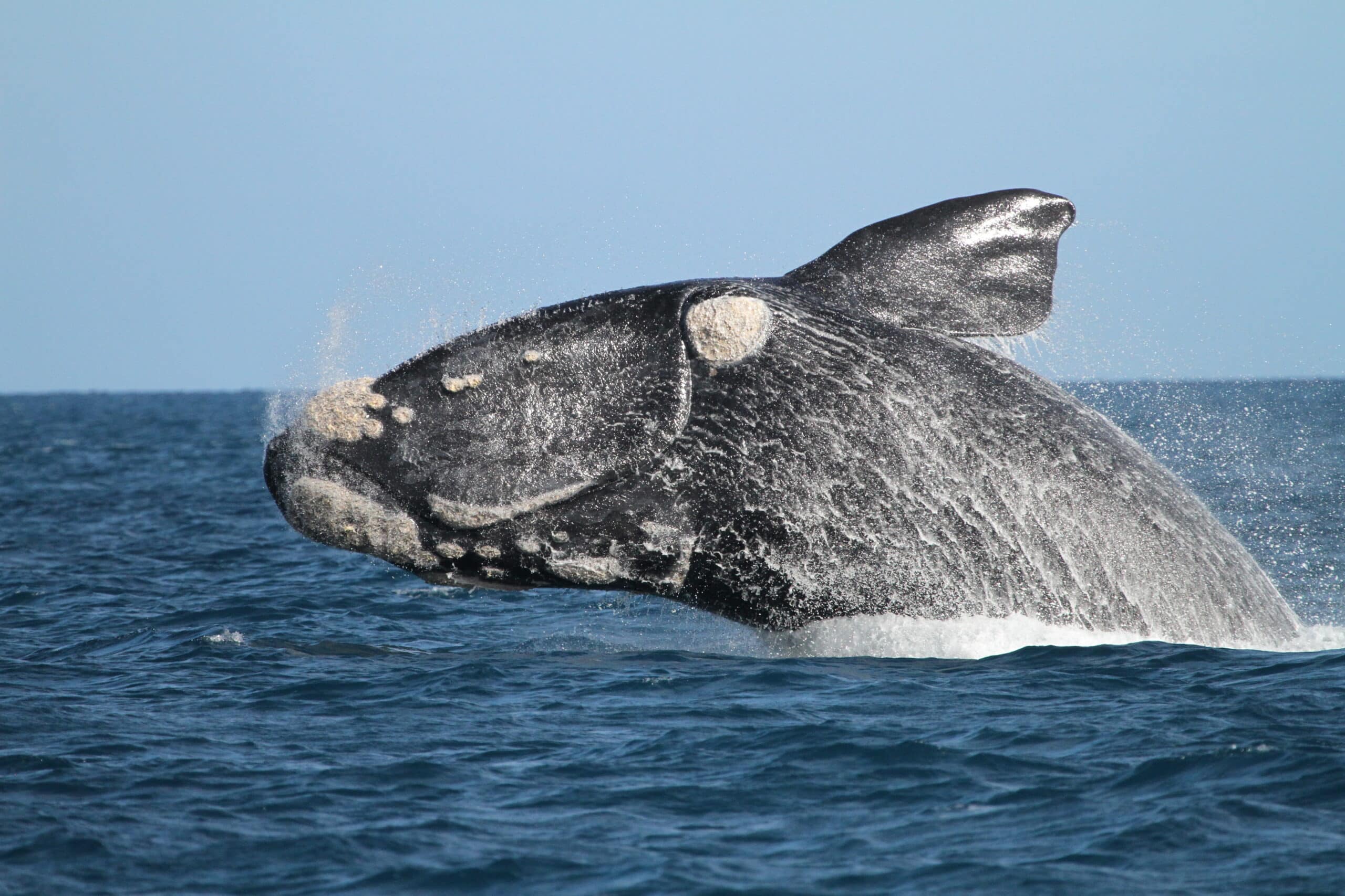 Dayna Garland | Pacific Whale Foundation