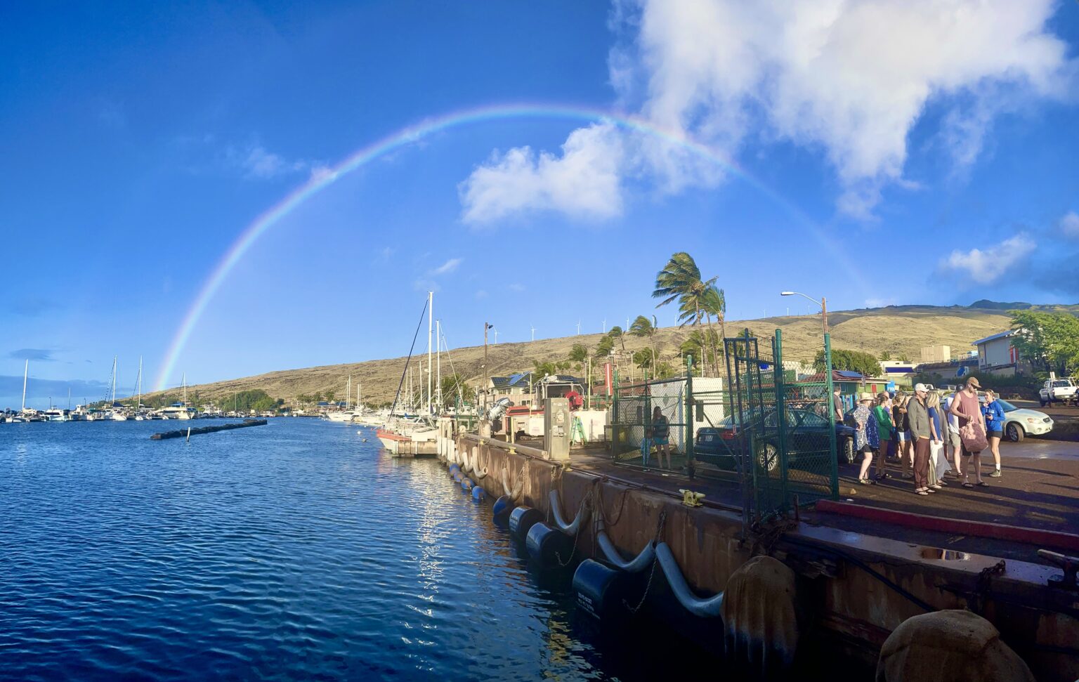 Māʻalaea Harbor Cleanup | Pacific Whale Foundation Volunteer
