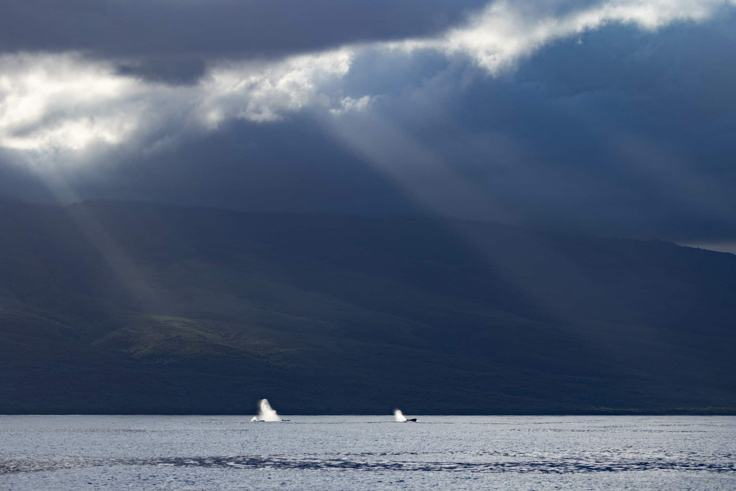 Documentaries | Pacific Whale Foundation