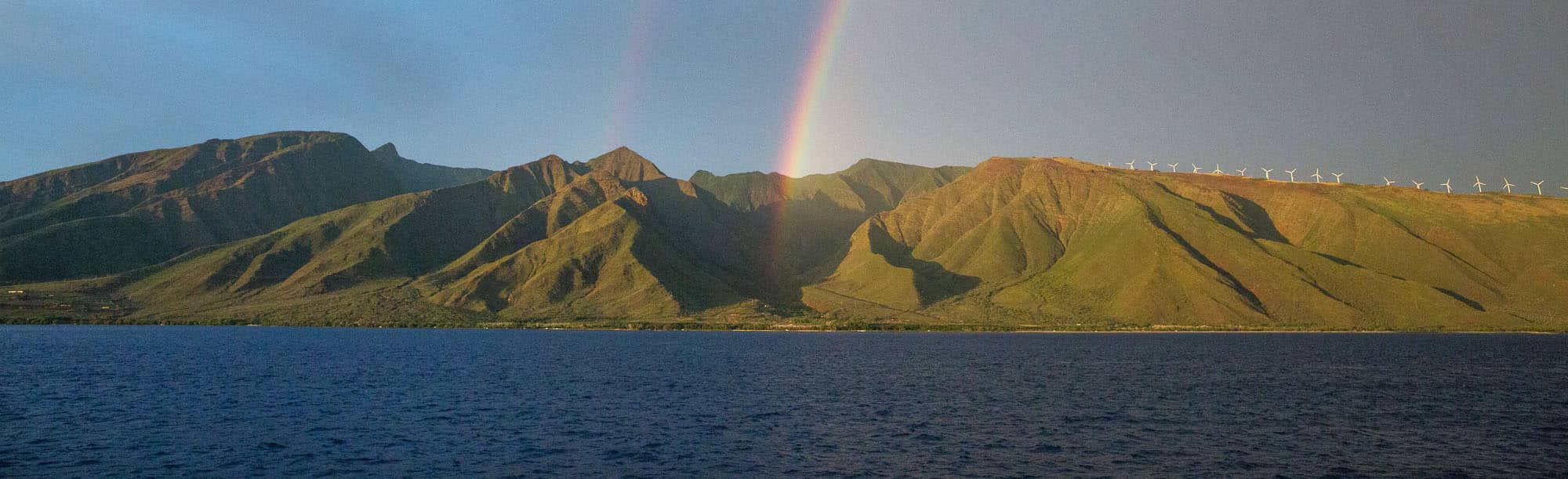 Maui Fire Recovery: One Year Later | Pacific Whale Foundation