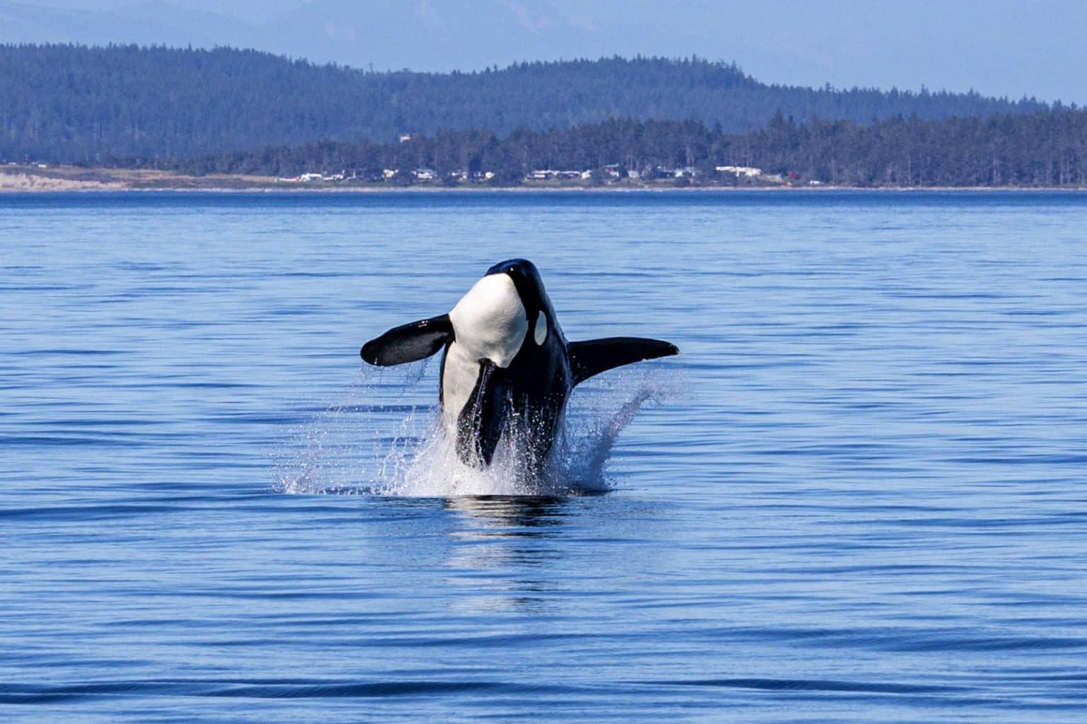 2025 PWF Marine Life Calendar | Pacific Whale Foundation