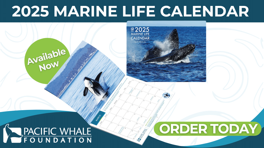 Pacific Whale Foundation | Whale Conservation Organization