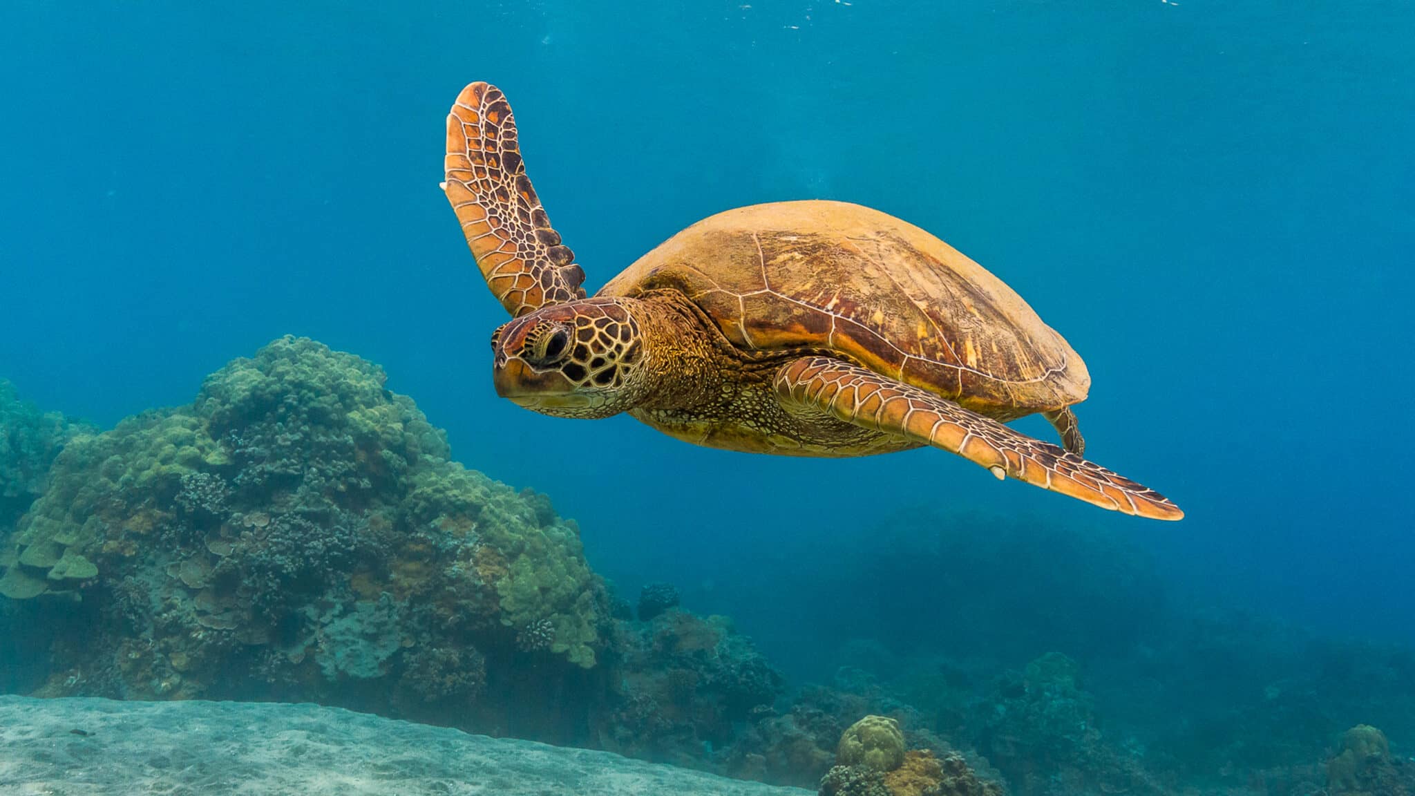 Ways to Protect Marine Life: Safe Viewing Guidelines | PWF