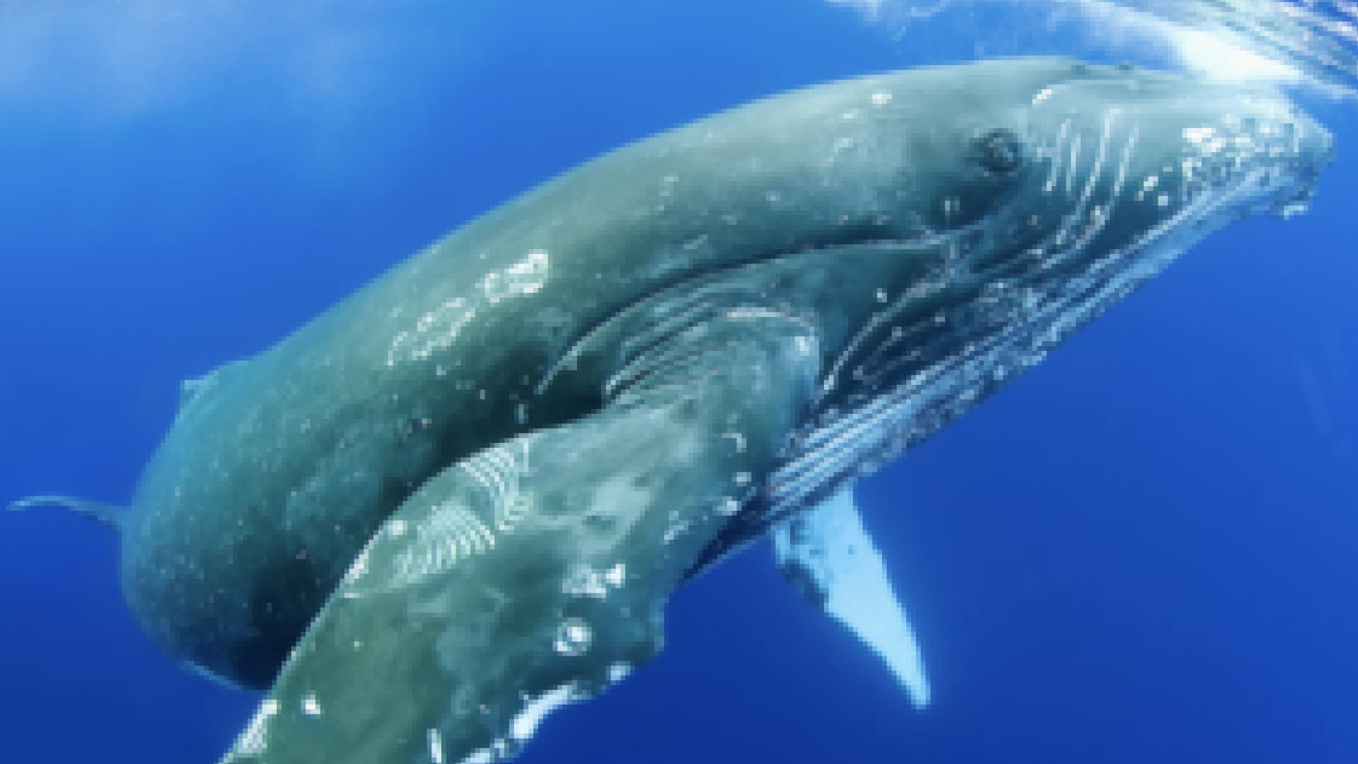 40 Ways to Save the Whales on our 40th Anniversary | Pacific Whale ...