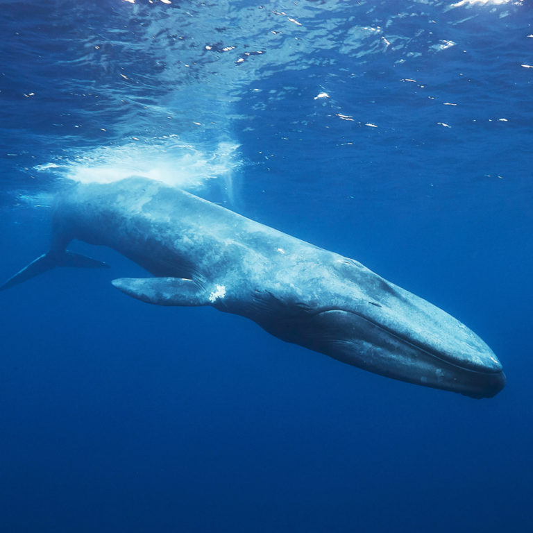 Blue Whales | Pacific Whale Foundation