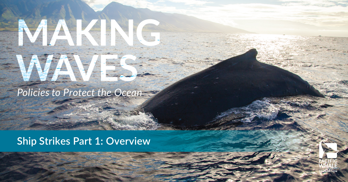 MAKING WAVES – SHIP STRIKES PART 1: OVERVIEW | Pacific Whale Foundation