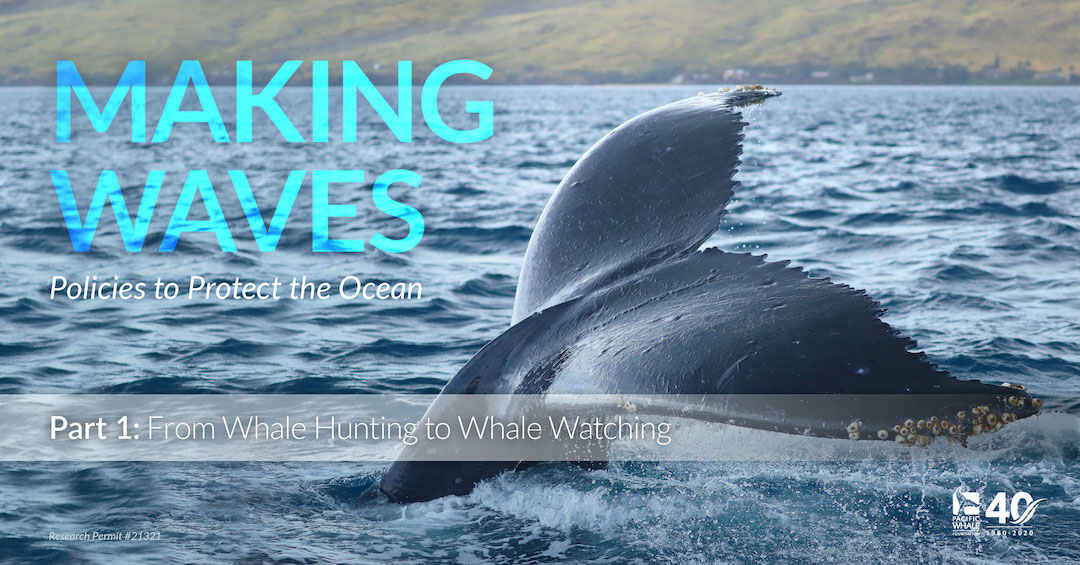 Making Waves - Responsible Whale Watching Part 1: From Whale Hunting to ...