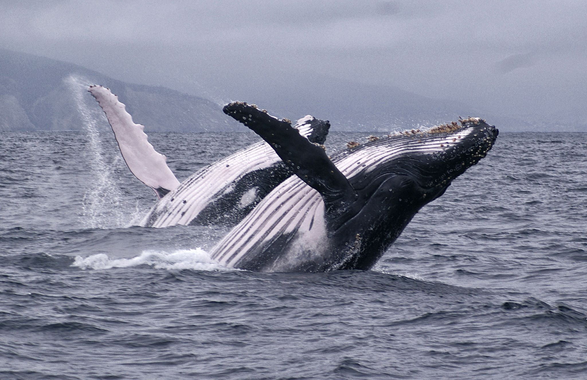 COURTSHIP ON — AND UNDER — THE HIGH SEAS | Pacific Whale Foundation