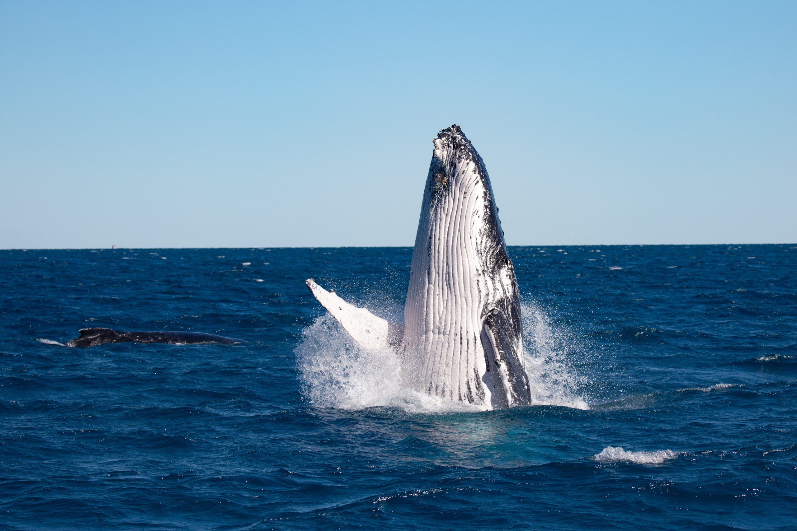 HERVEY BAY VIRTUAL WHALEWATCH | Pacific Whale Foundation