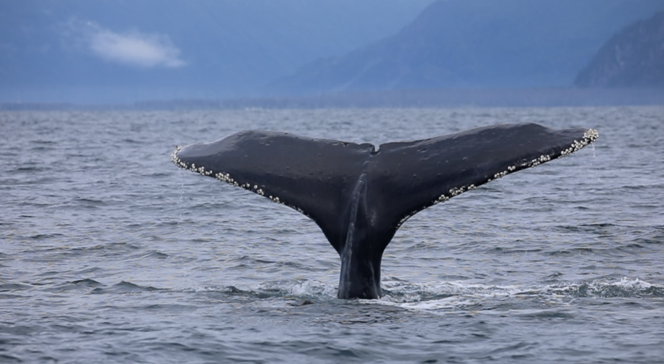 Ocean Guardians: Together We Rise | Pacific Whale Foundation