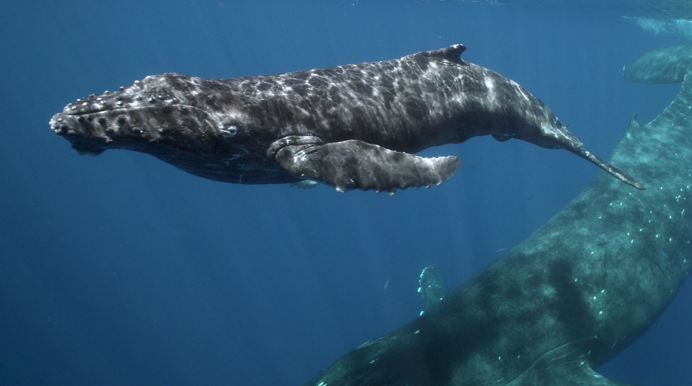 Ocean Guardians: Together We Rise | Pacific Whale Foundation