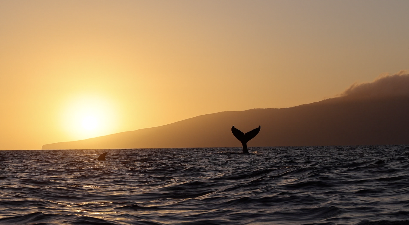 Ocean Guardians: Together We Rise | Pacific Whale Foundation