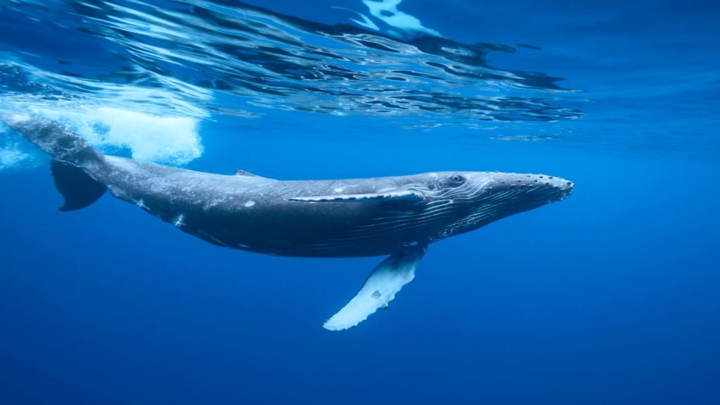 Learn About Marine Life & Marine Animals | PWF