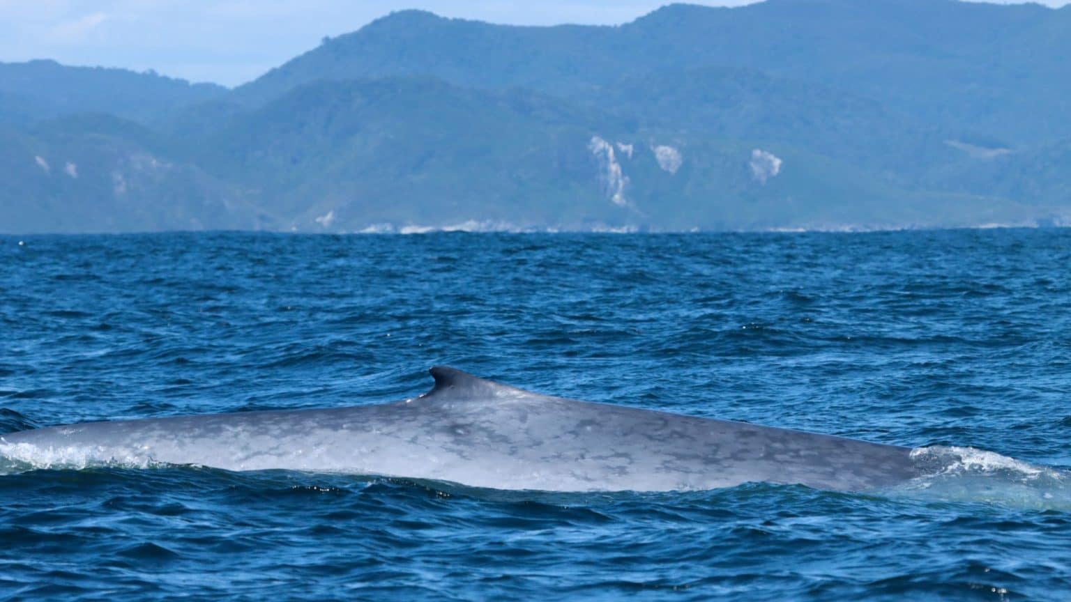 Blue Whales | Pacific Whale Foundation