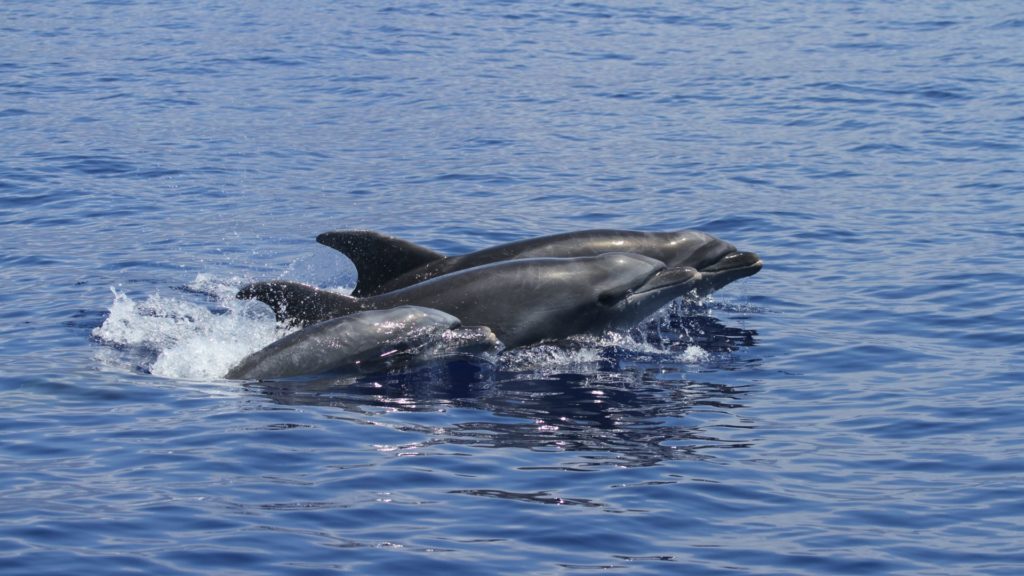 Bottlenose Dolphins | Pacific Whale Foundation