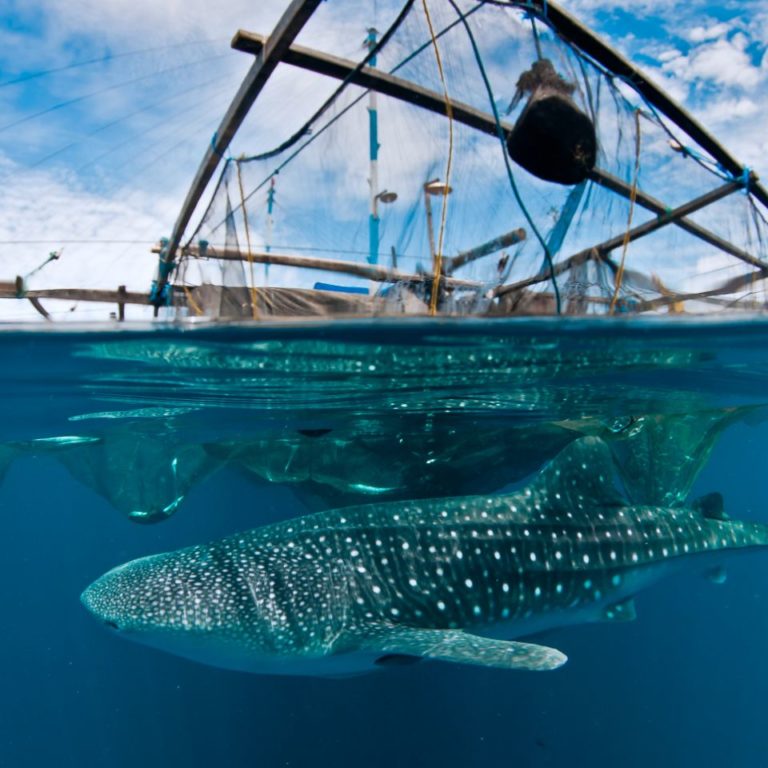 Why is Bycatch a Problem? | Pacific Whale Foundation