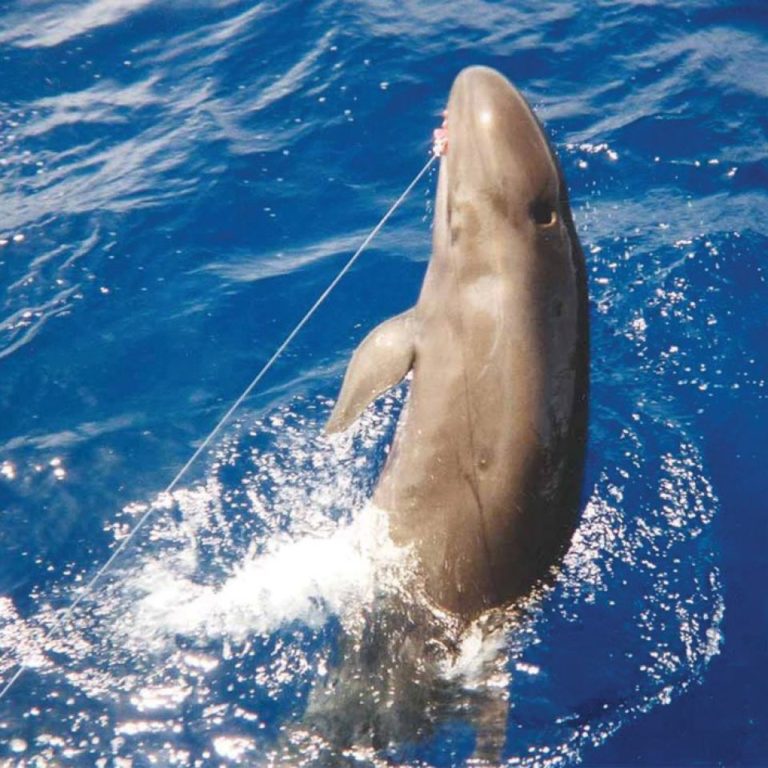 Why is Bycatch a Problem? | Pacific Whale Foundation