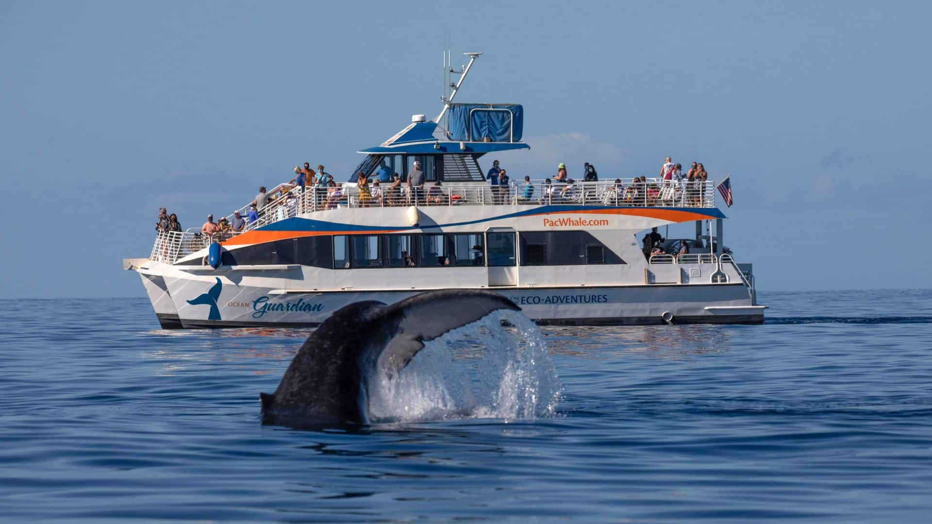 Pacific Whale Research Ecoexcursions & Adventures | PWF