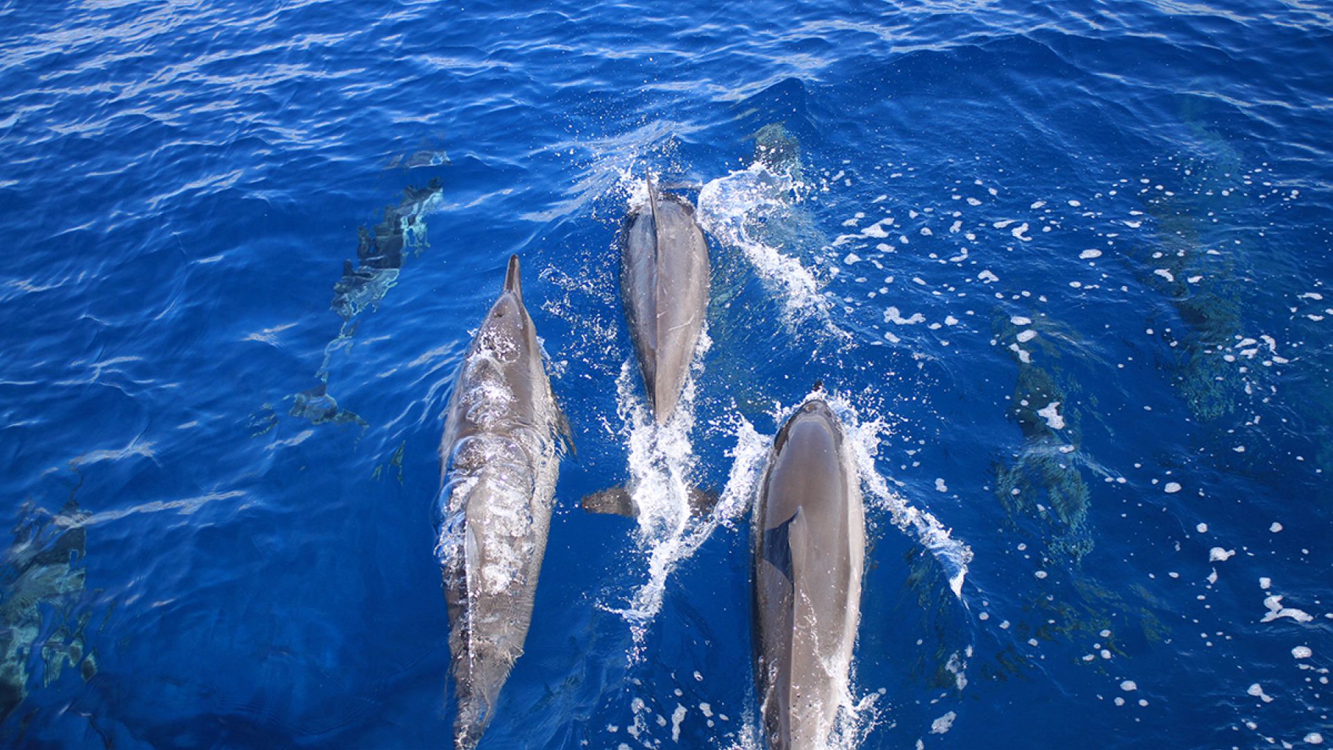 Financials | Pacific Whale Foundation (PWF)