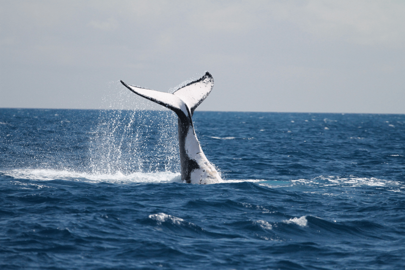 How can you tell a male and female humpback whale apart? | Pacific ...