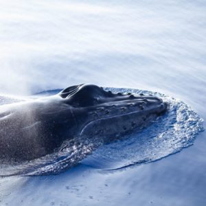 Humpback Whales | Pacific Whale Foundation