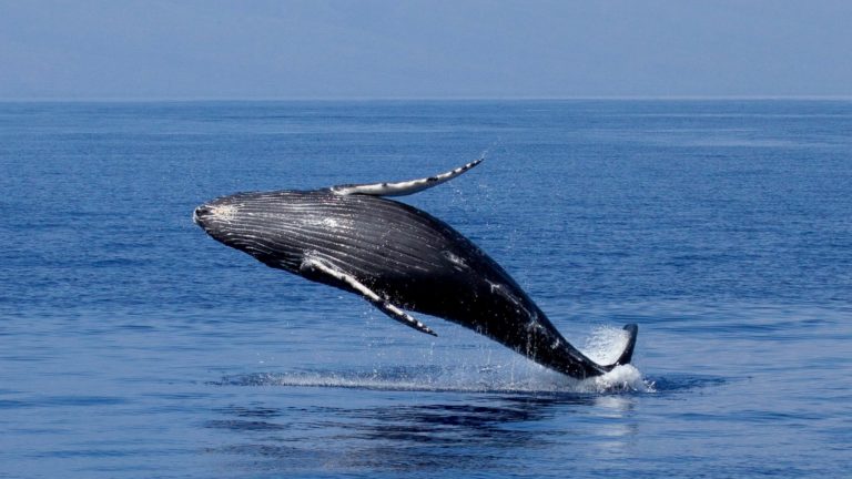 Humpback Whales | Pacific Whale Foundation