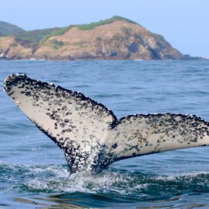Humpback Whales | Pacific Whale Foundation