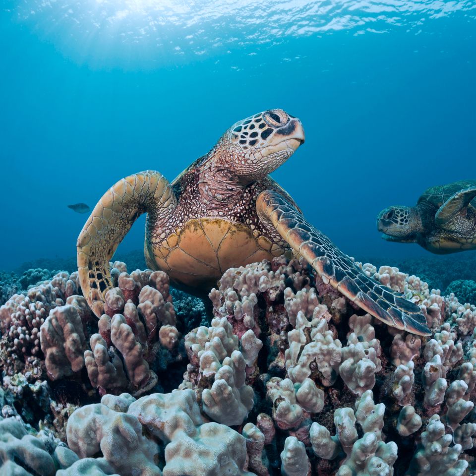 Learn About Marine Life Marine Animals PWF