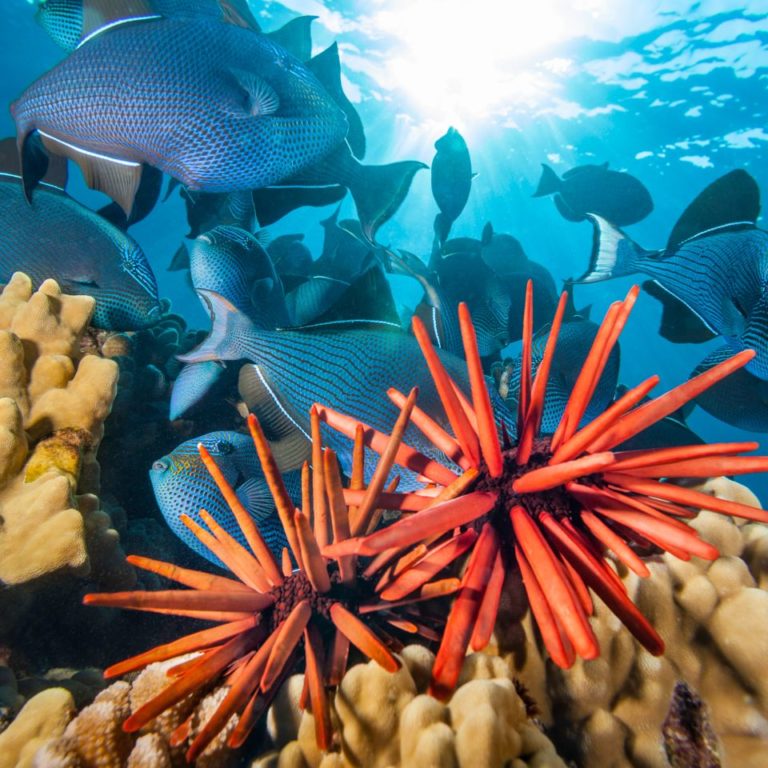 Other Marine Animals | Pacific Whale Foundation