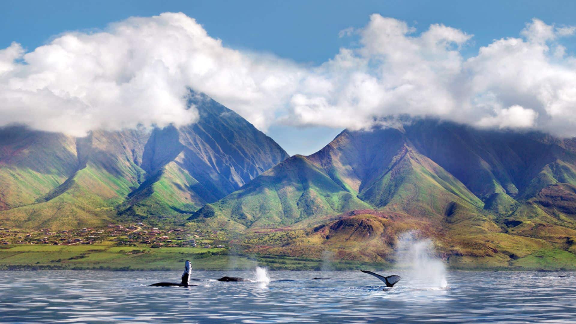 Who We Are | Pacific Whale Foundation (PWF)