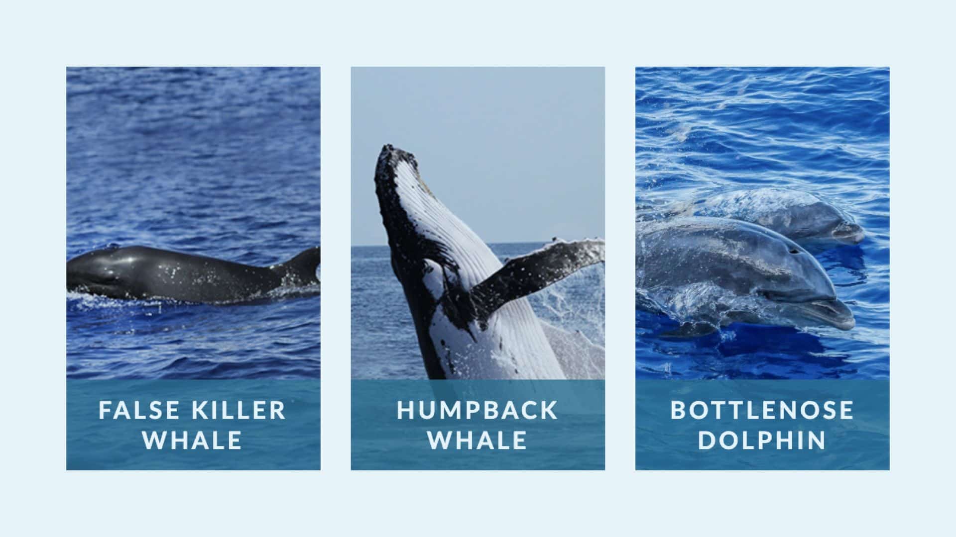 PWF'S NEW ADOPTION PROGRAM | Pacific Whale Foundation