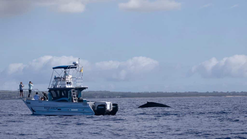 Marine Life, Ocean & Whale Research | PWF