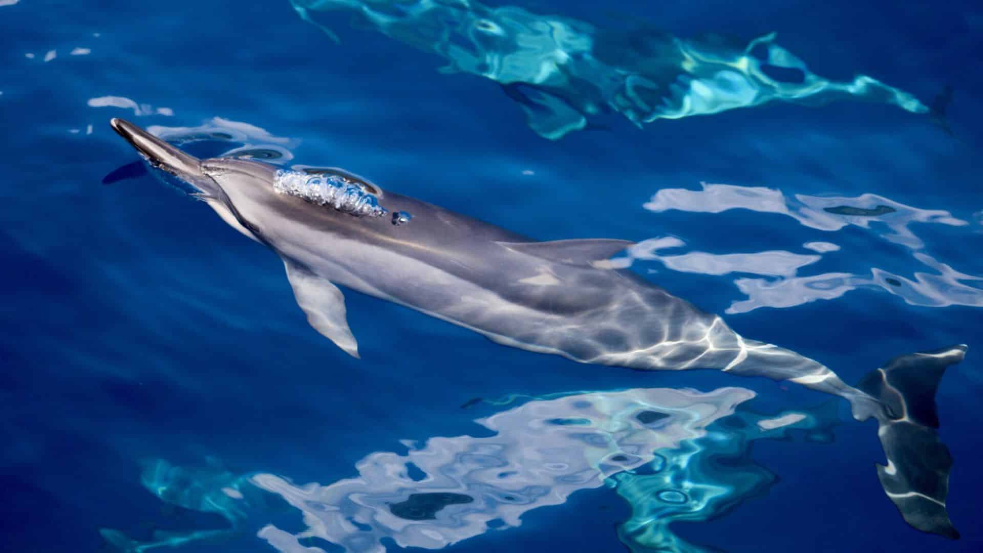 Ways to Protect Marine Life: Safe Viewing Guidelines | PWF