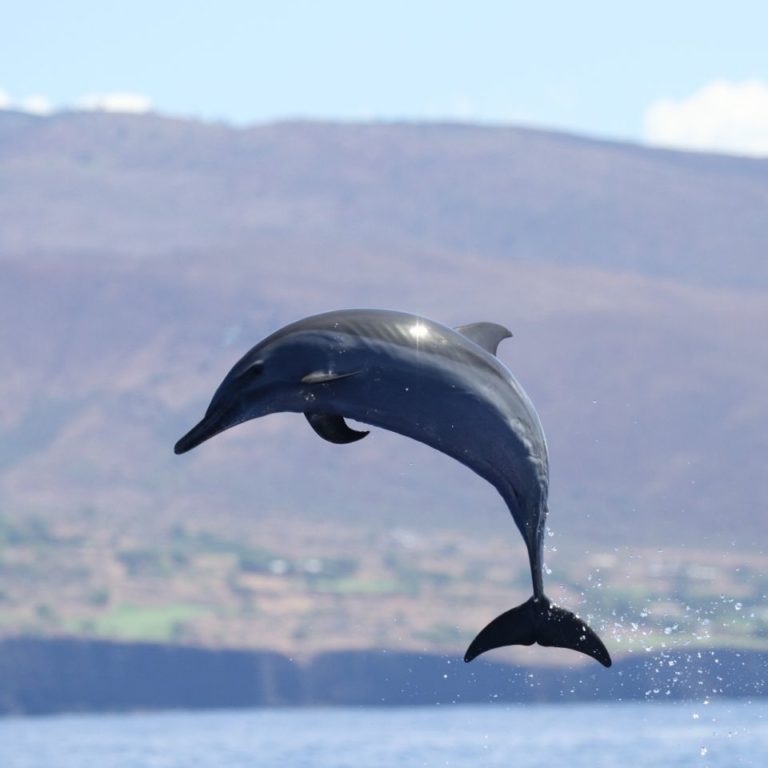 Spinner Dolphins | Pacific Whale Foundation