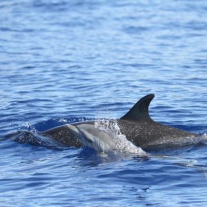 Spotted Dolphins | Pacific Whale Foundation