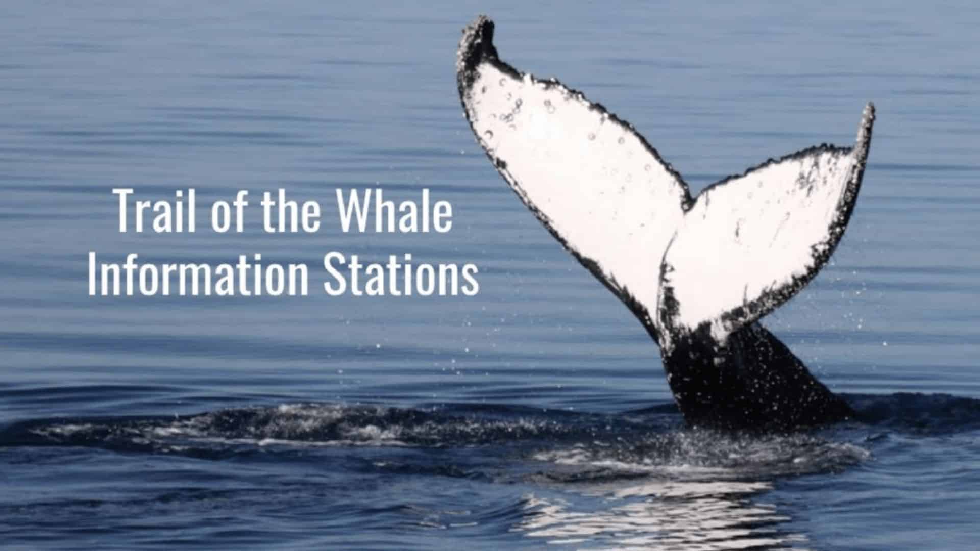 Trail of the Whale | Pacific Whale Foundation