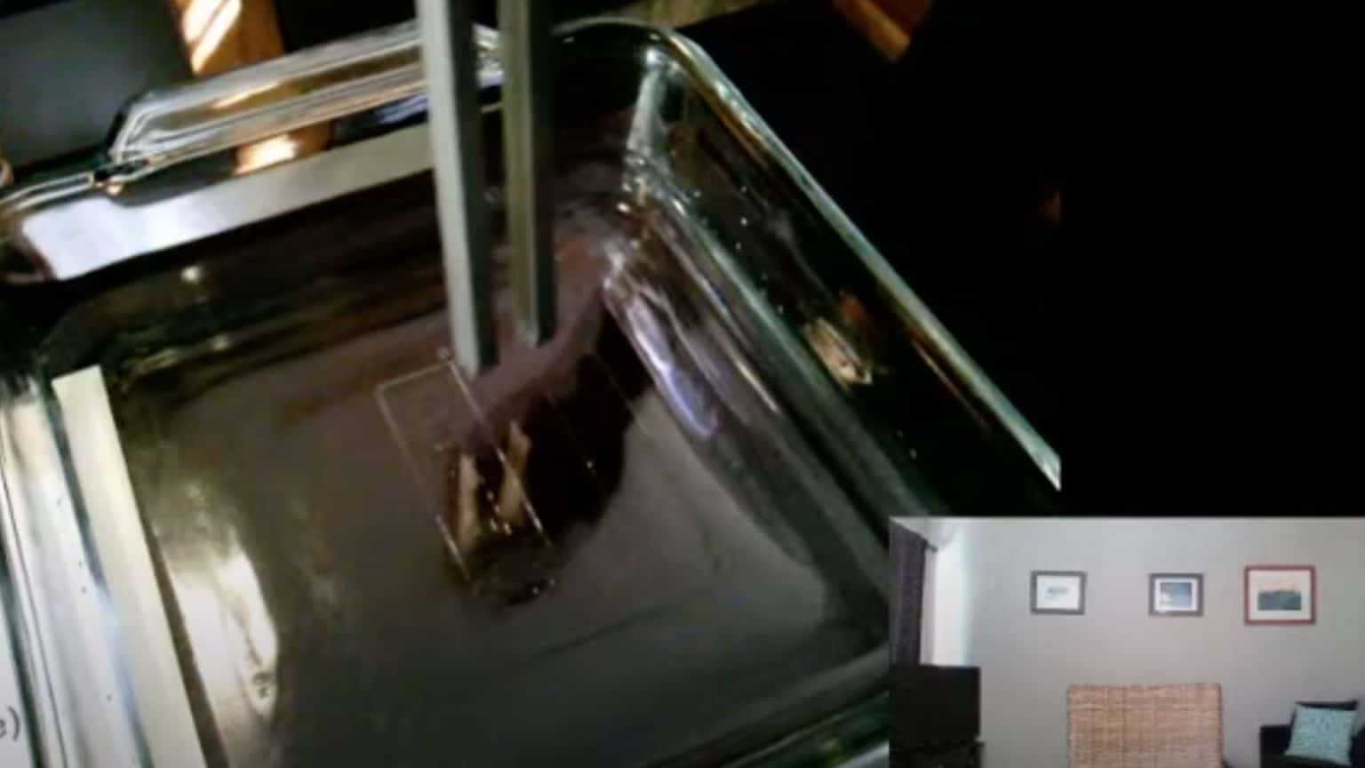 Spinner Dolphins | Pacific Whale Foundation