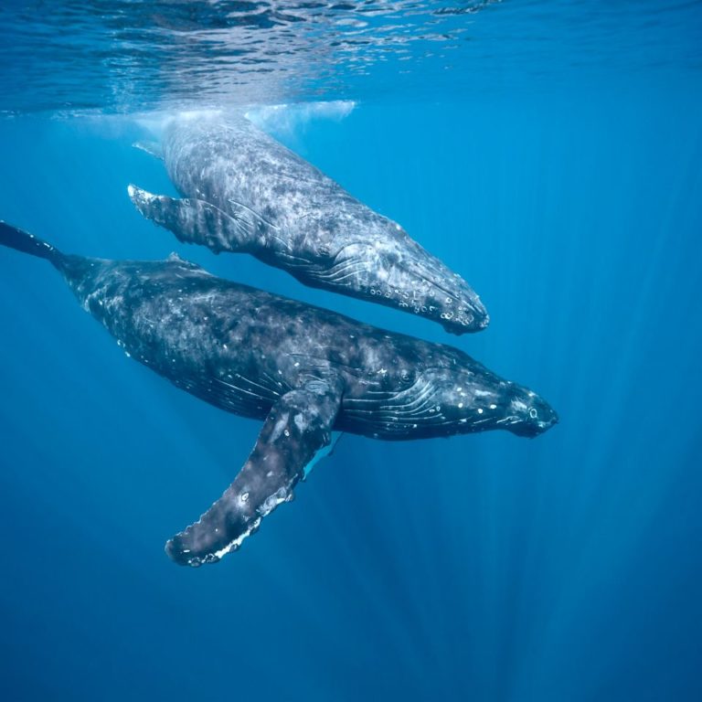 Climate Change Impacts on Marine Life | PWF