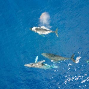 Whales | Pacific Whale Foundation